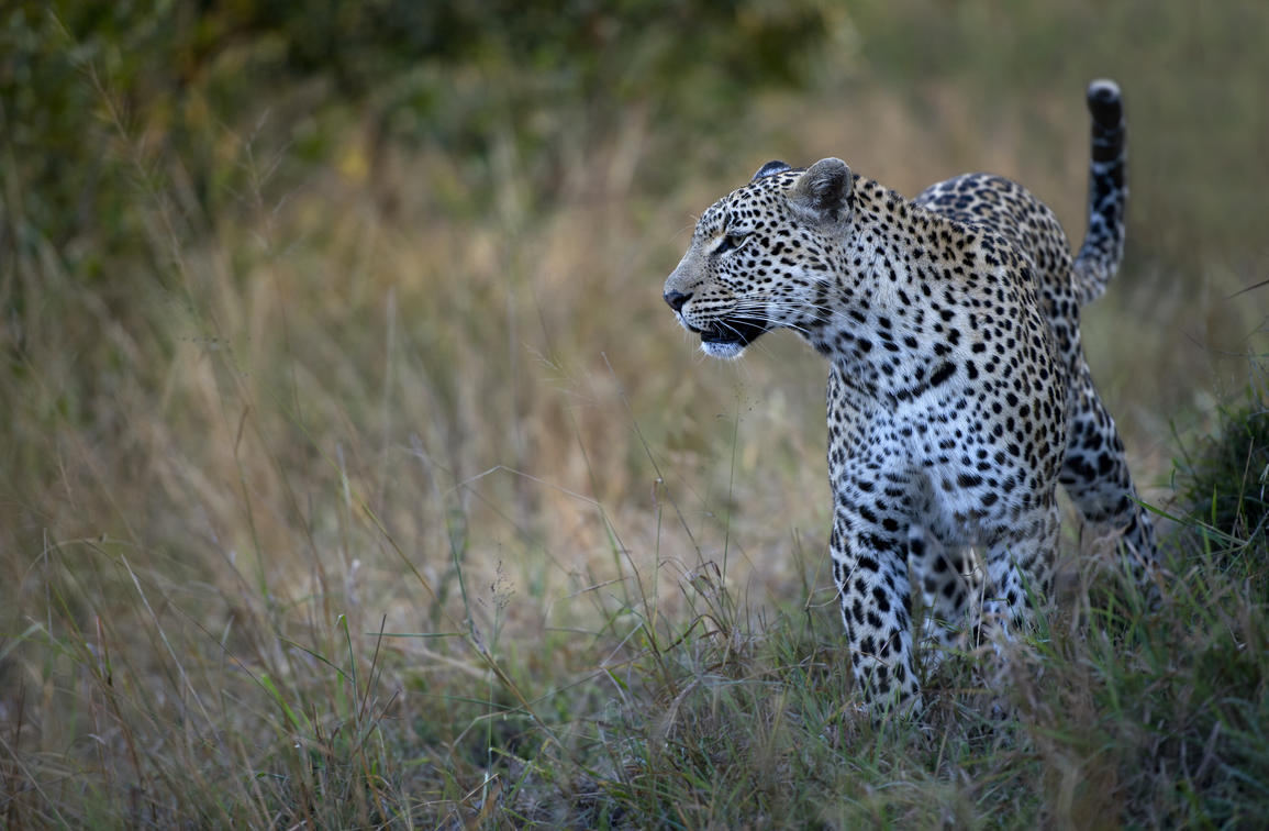 Simbambili Game Lodge - Gallery