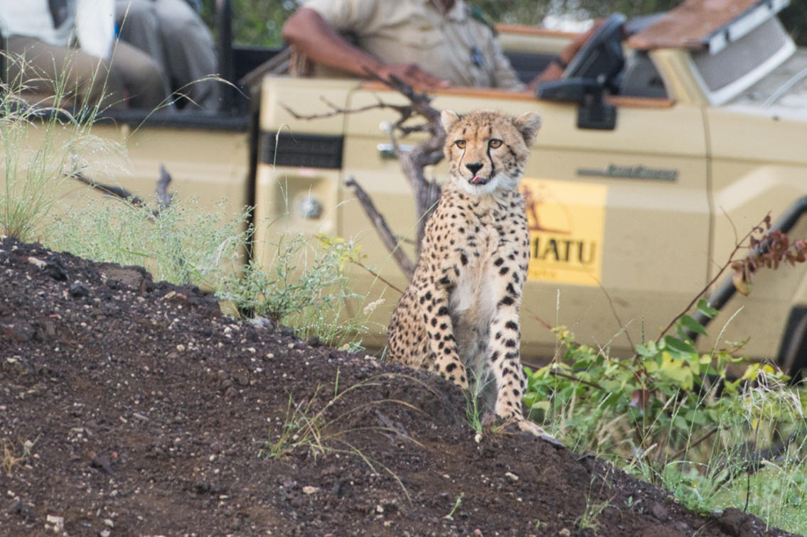 Mashatu Tent Camp - Gallery
