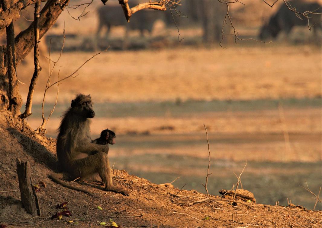 Ingwe Pan Camp - Gallery