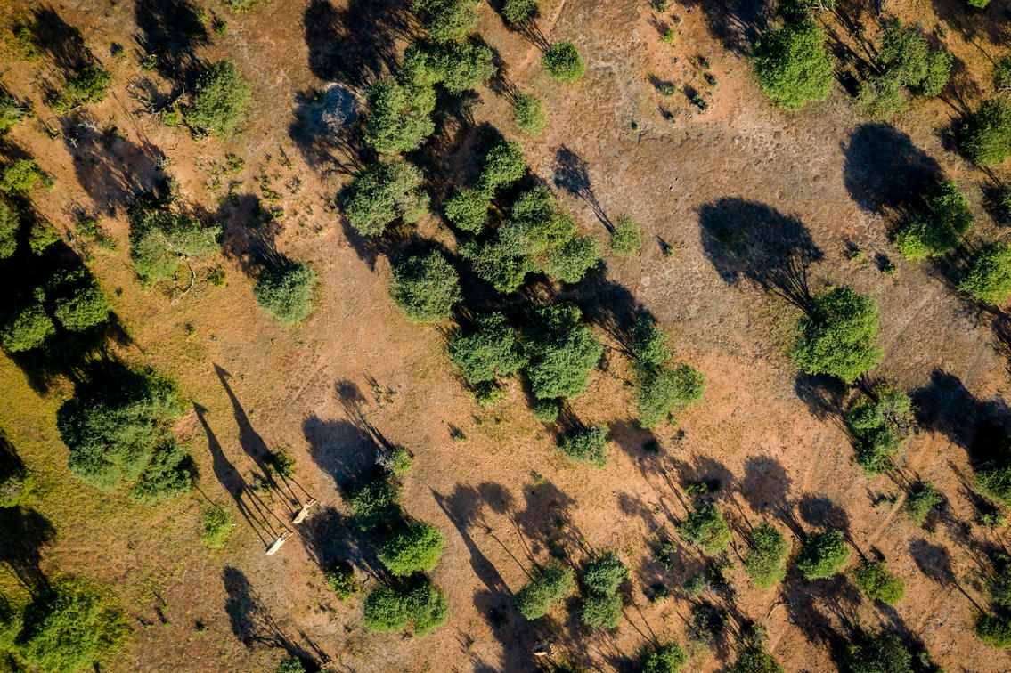 Bushwa Private Game Lodge - Gallery