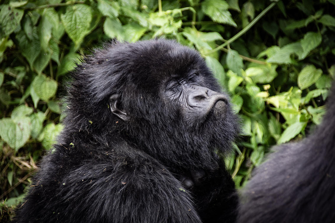 Wilderness Bisate Reserve - Gallery