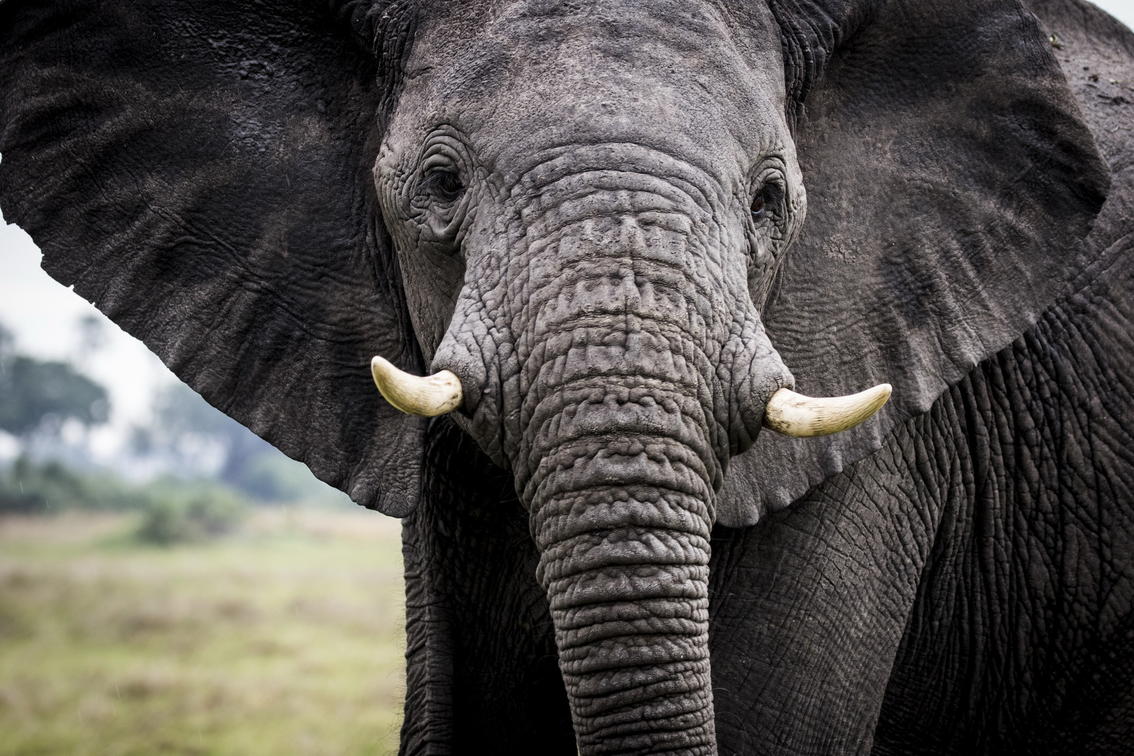 Wilderness Mombo - Gallery