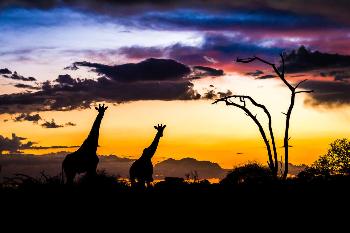 Wilderness Mombo - Gallery