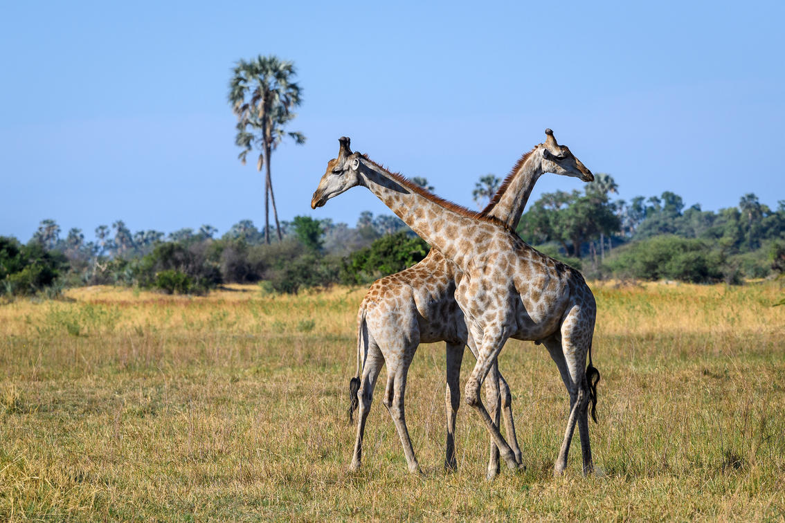 Wilderness Little Mombo - Gallery