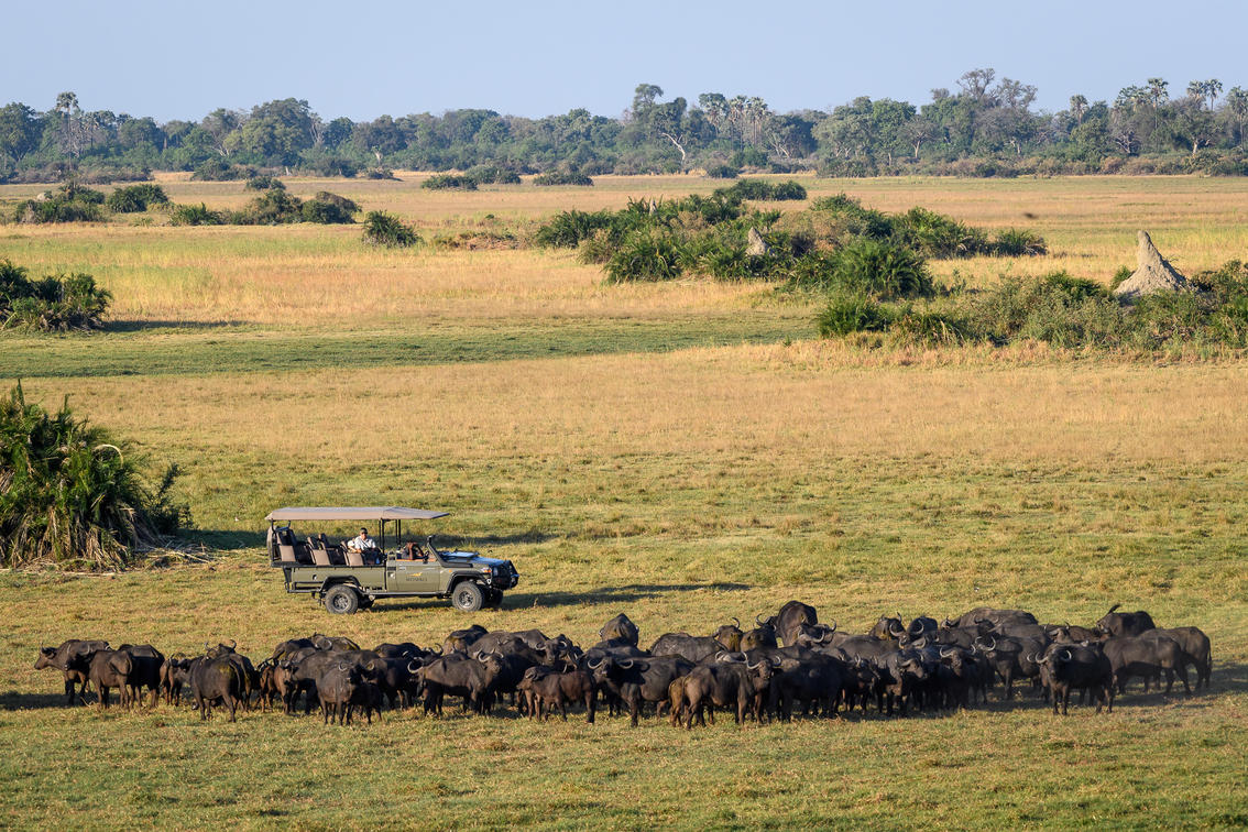 Little Mombo - Gallery