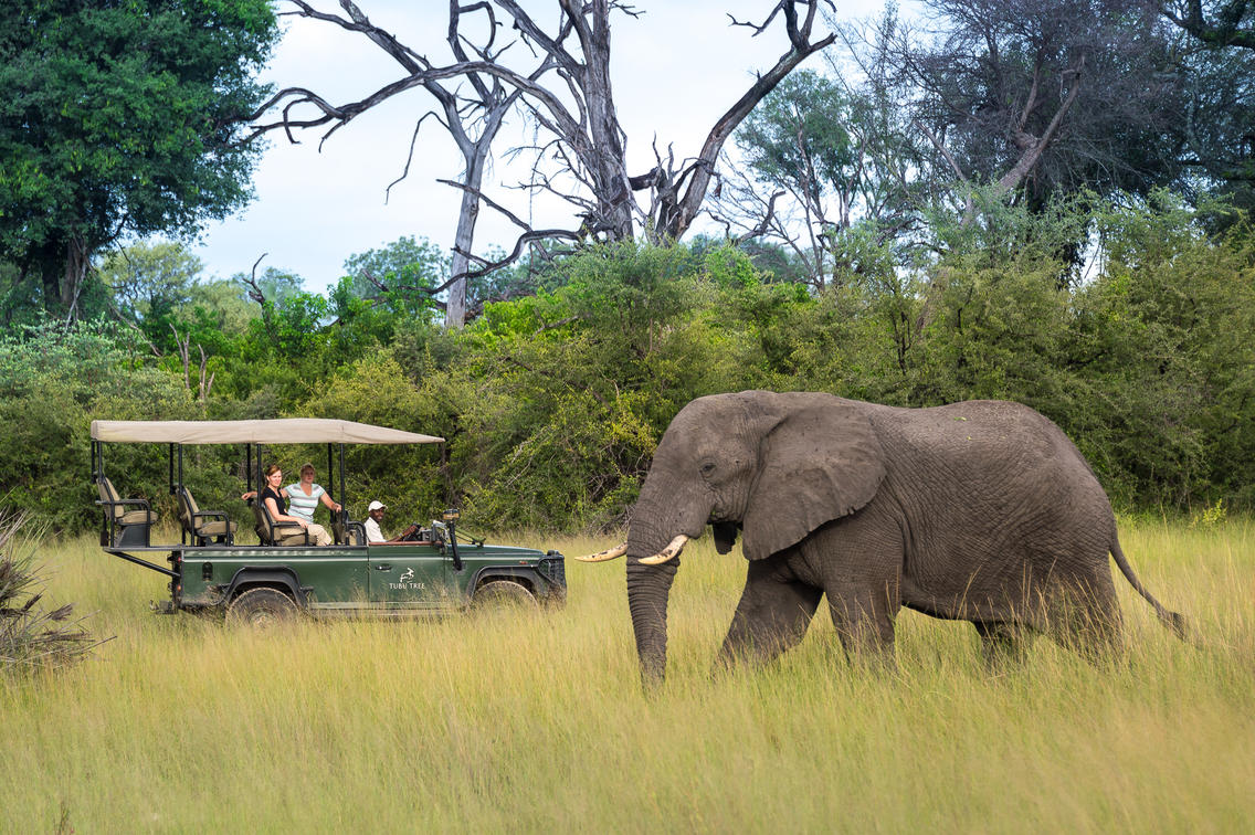 Wilderness Tubu Tree - Gallery