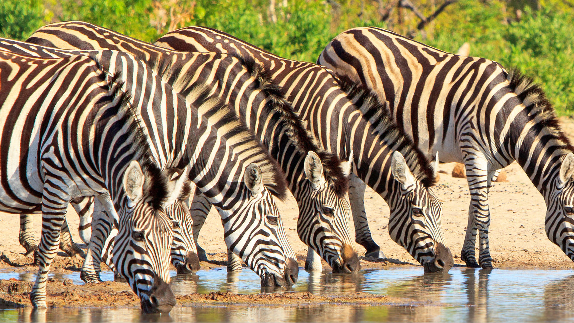 TransAfrica - TransAfrica Tour