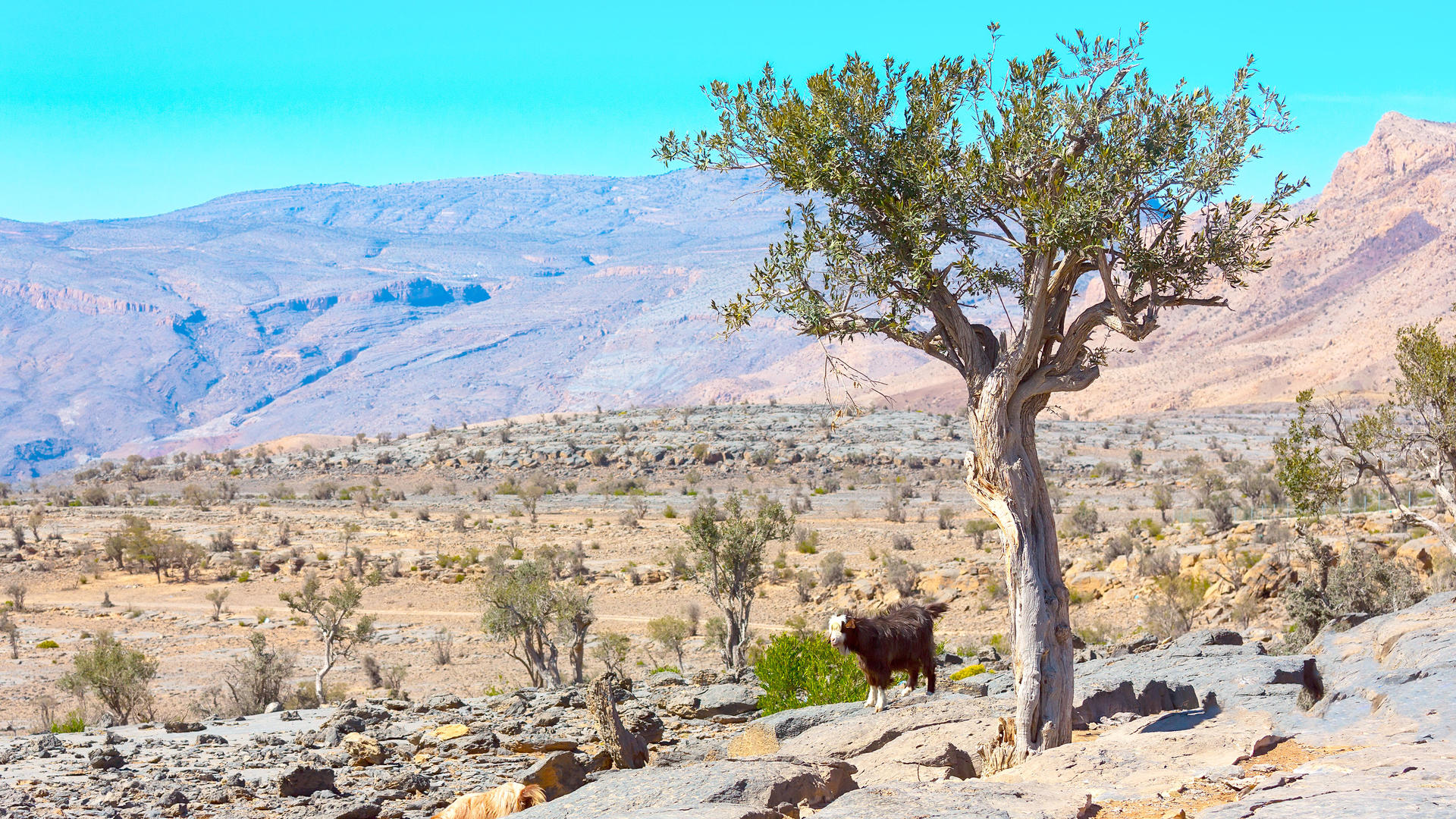 Klassischer Oman - 7 Tage/6 Nächte Selbstfahrer-Rundreise im Geländewagen