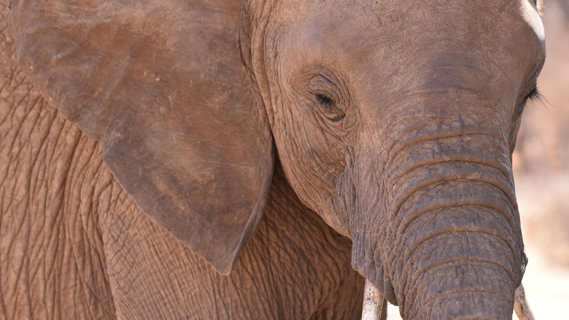 Absolute Vantage - ELEPHANT FOOTSTEPS TO THE BIG FIVE SAFARI EXPERIENCE