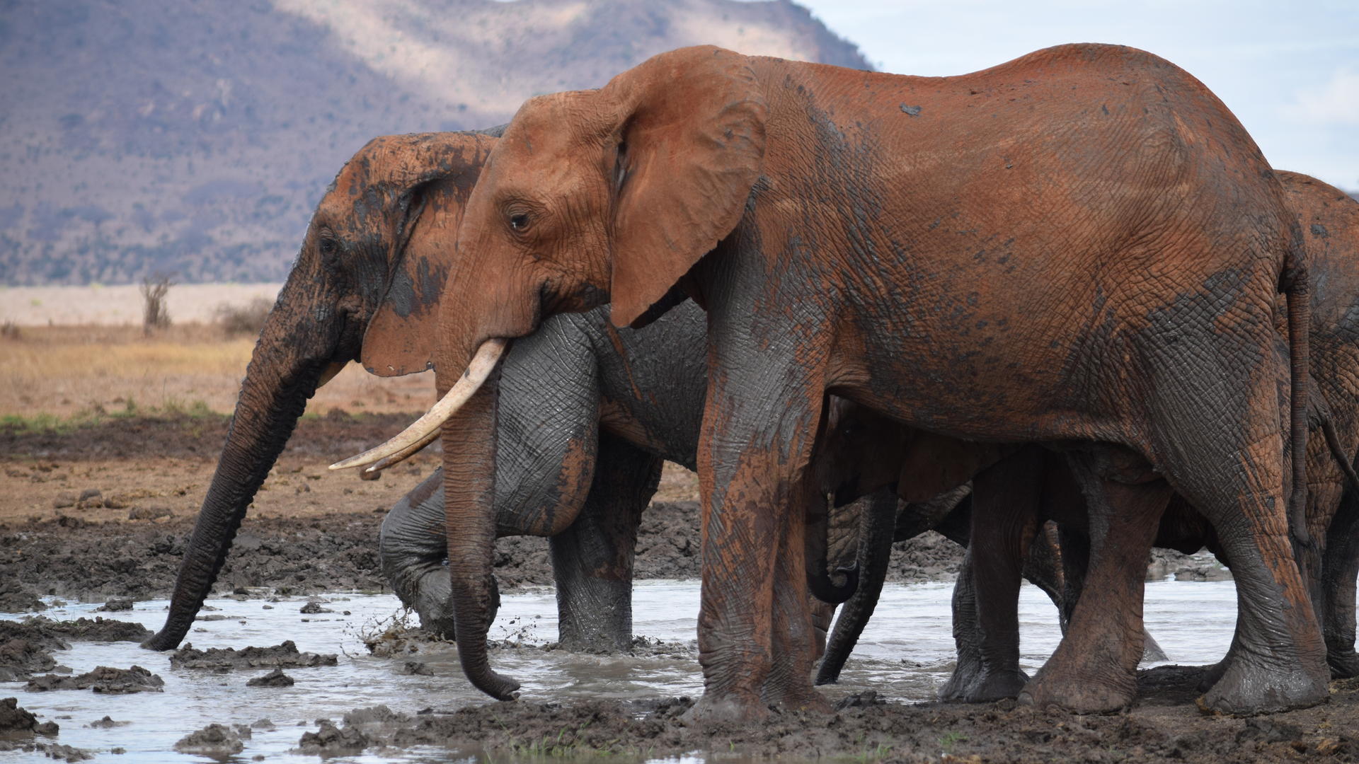 Absolute Vantage - ELEPHANT FOOTSTEPS TO THE BIG FIVE SAFARI EXPERIENCE