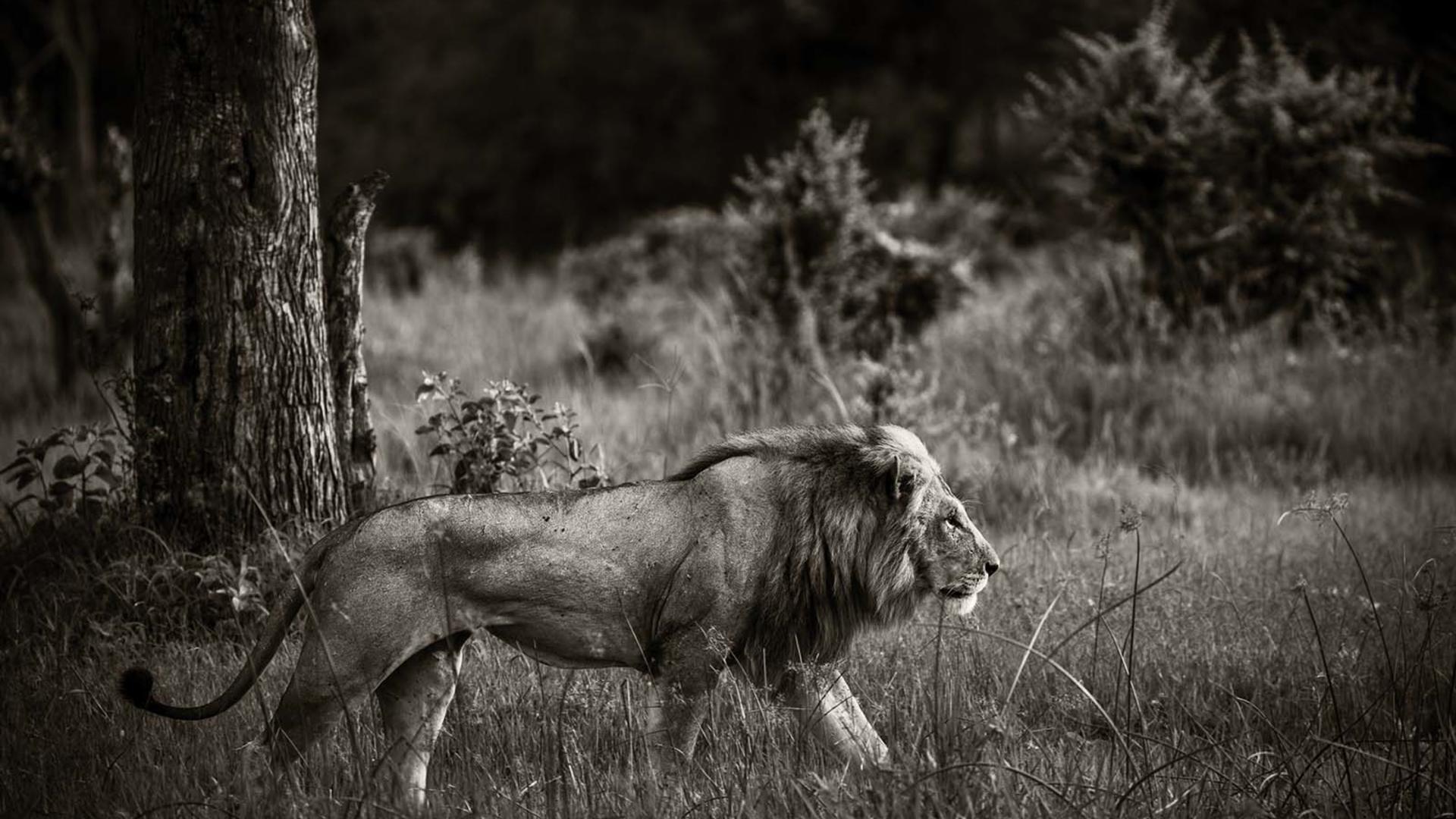 Bush Whisper Expeditions. - 8 Day Kruger Accommodated Self-Drive.