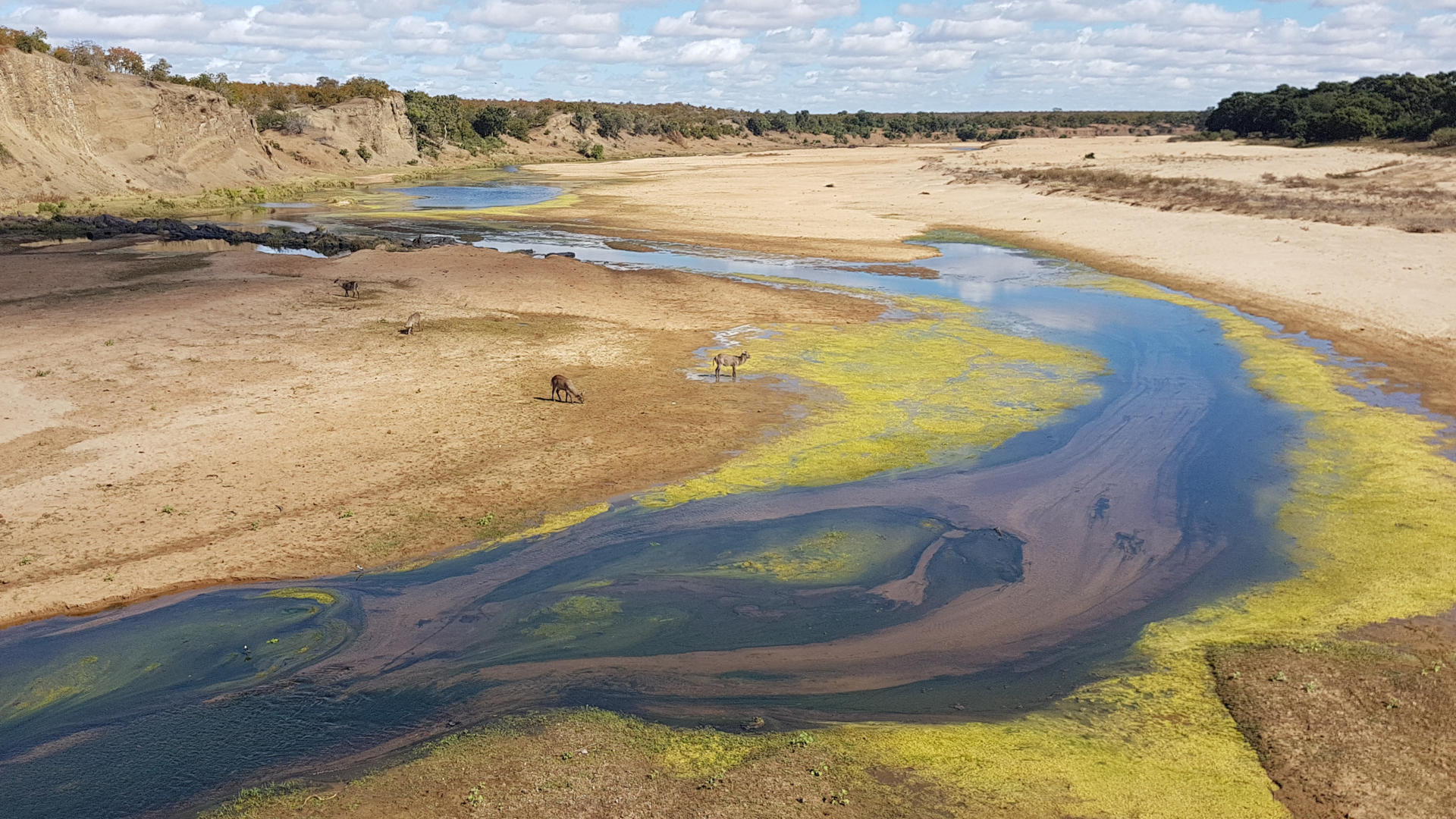 INCREDIBLE KRUGER - 2023