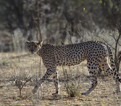 Sarara Camp - Gallery