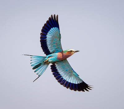 Wilderness Mokete - Gallery