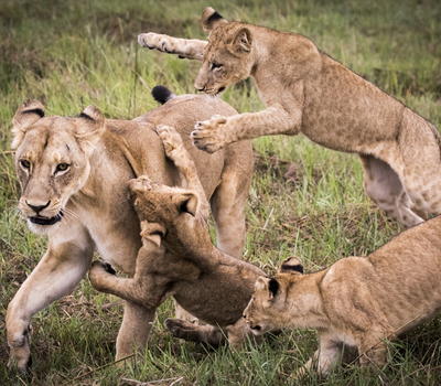 Wilderness Mombo - Gallery