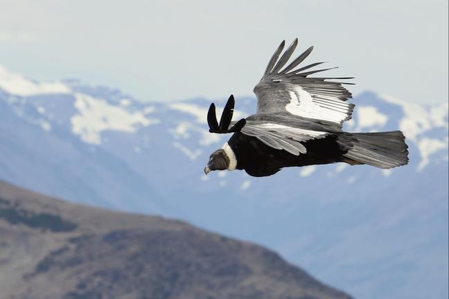 Condor Watching Experience Full Day