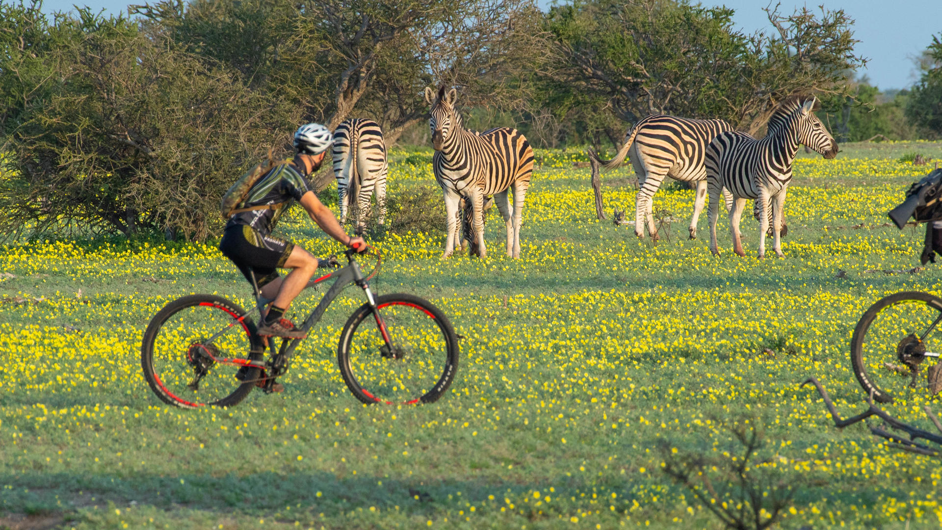 Mashatu Lodge - Home