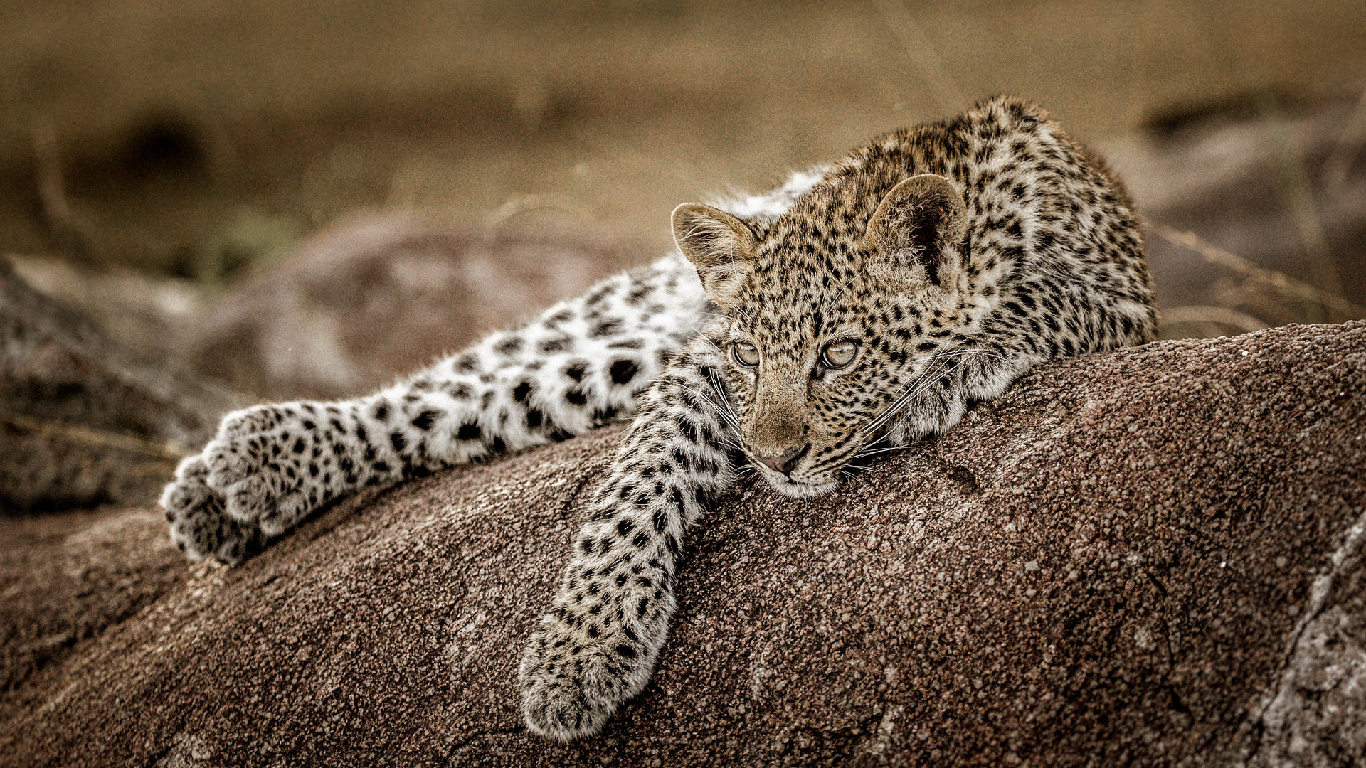 Mwiba Lodge - Home